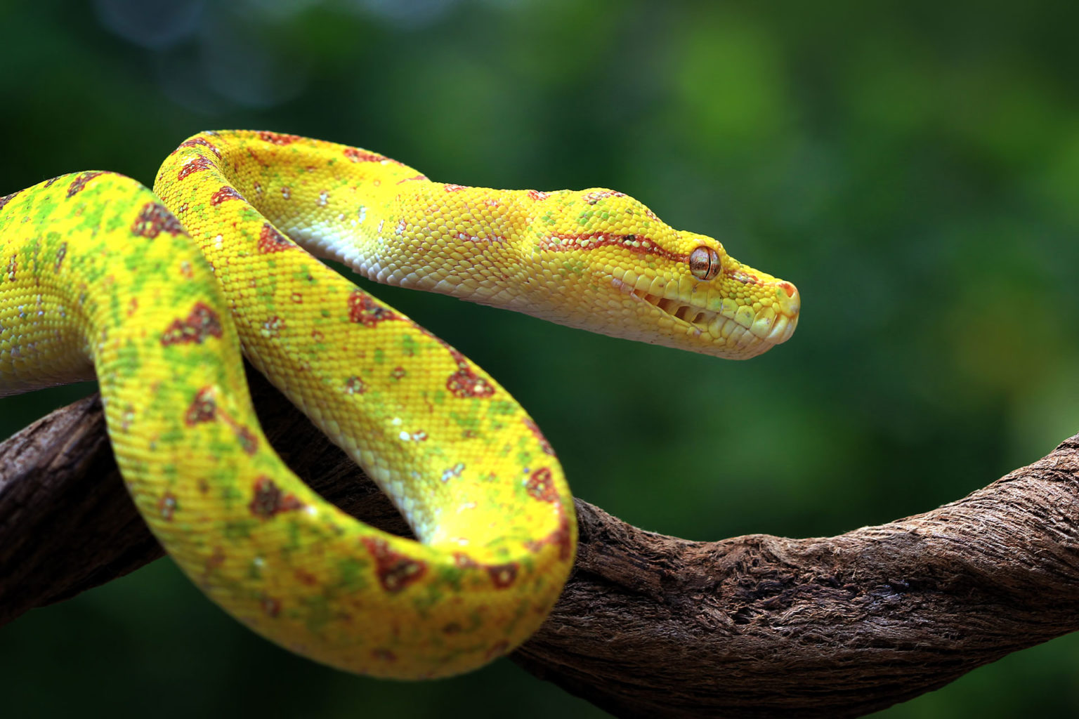 Reptilien – feedconsult